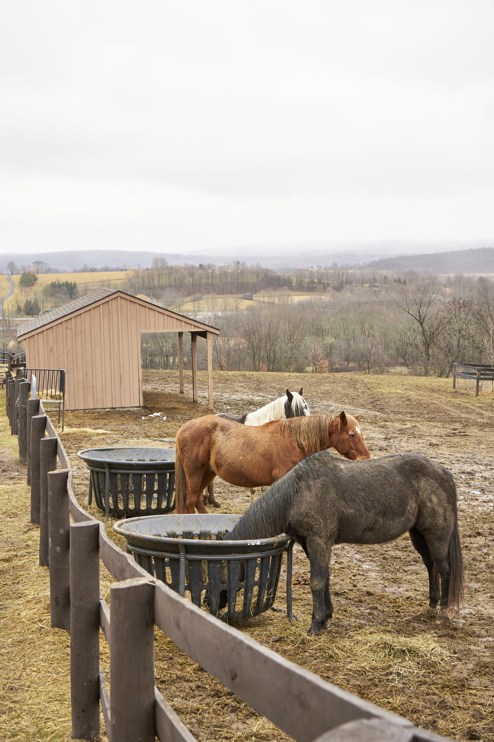 13 Hands Equine Rescue - Dutchess Magazine