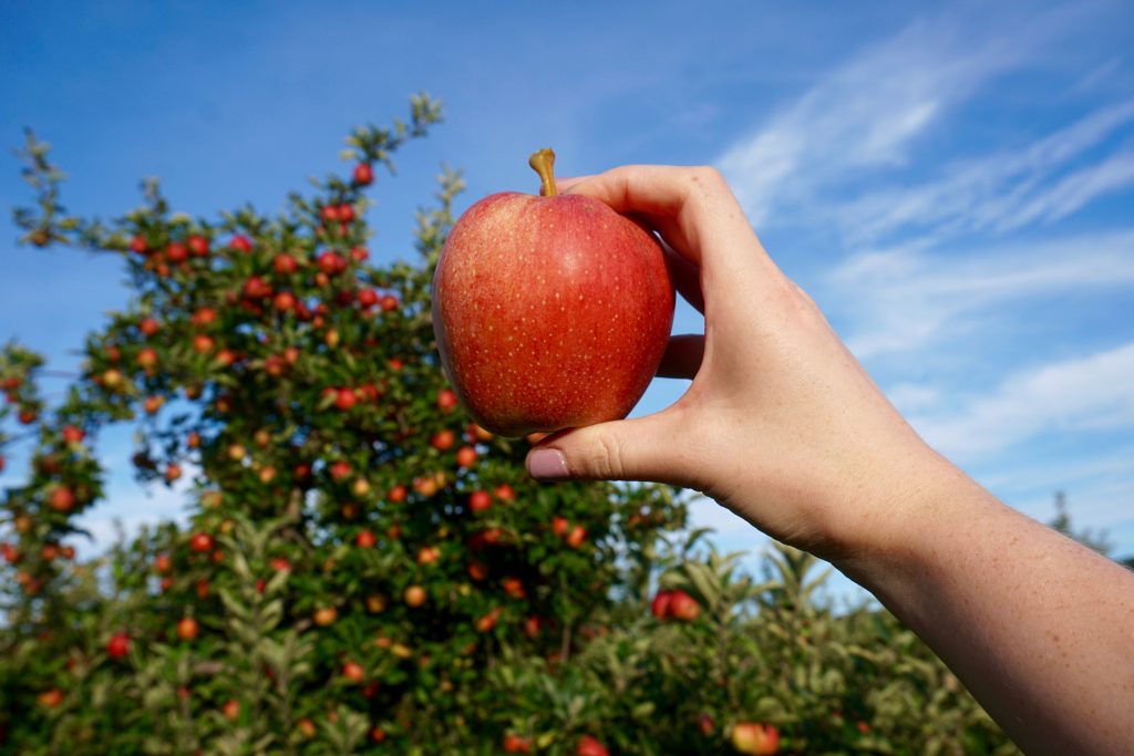 Fall Harvest Festival at Fishkill Farms - Dutchess Magazine